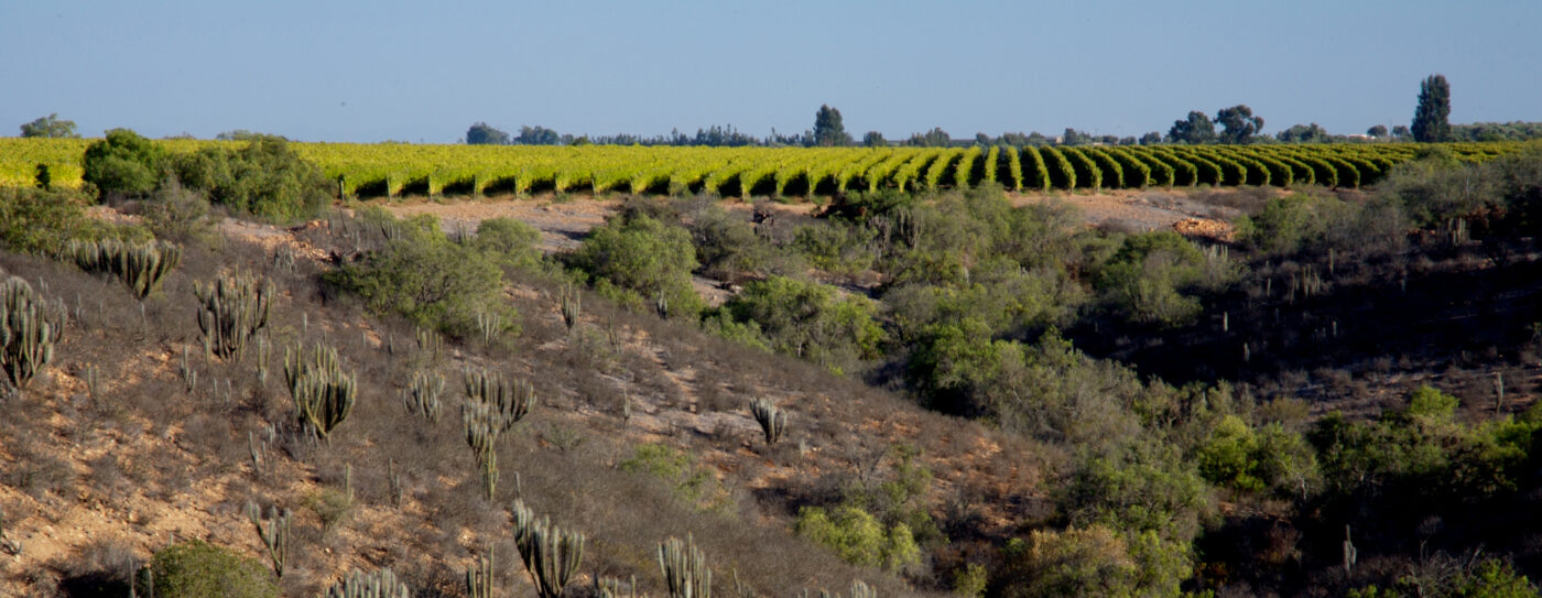 La-Reserva.cl - Maycas del Limarí